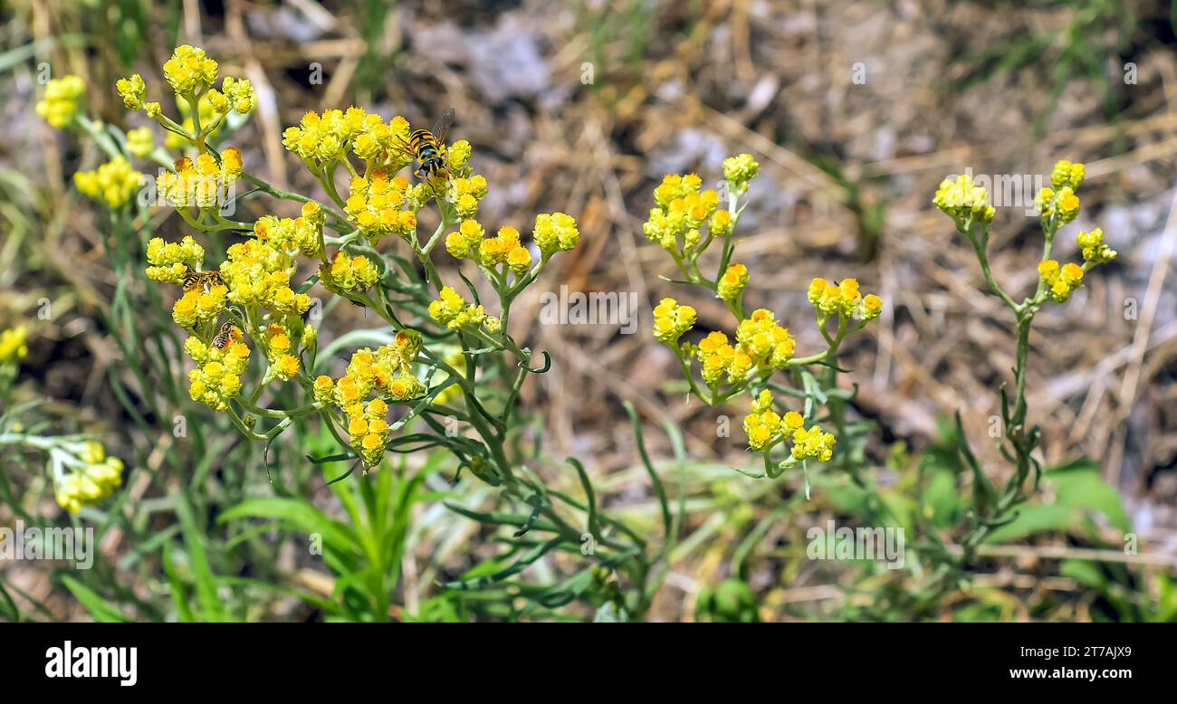 Yellow cumin. Helichrysum arenarium, dwarf everlast. Helichrysum ...