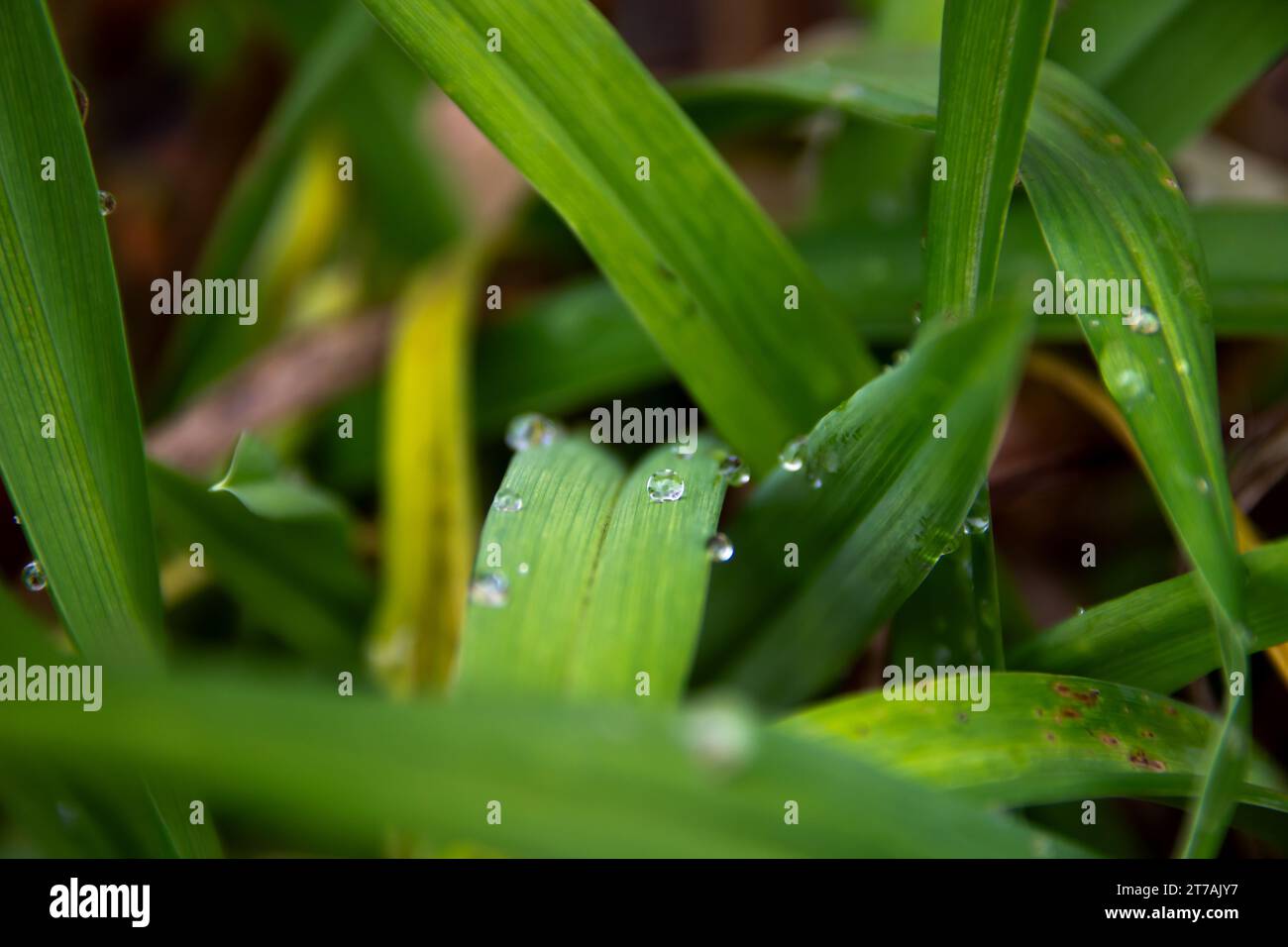 Green plants with water and rain droplets Stock Photo - Alamy