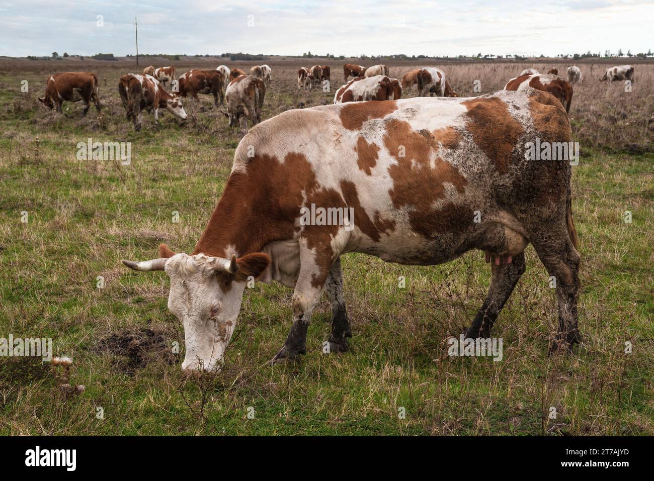 Holstein cows grazing on mountain hi-res stock photography and images ...