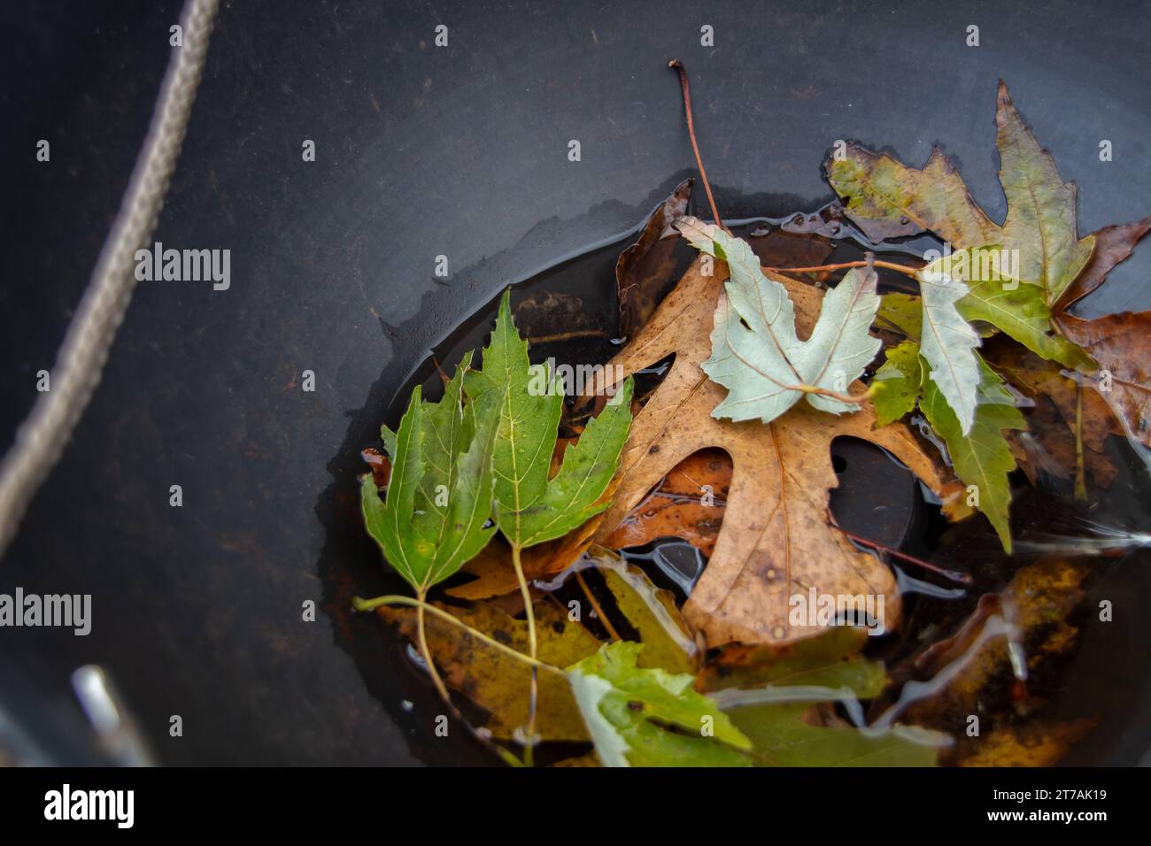 Leaves and water in black bucket Stock Photo - Alamy