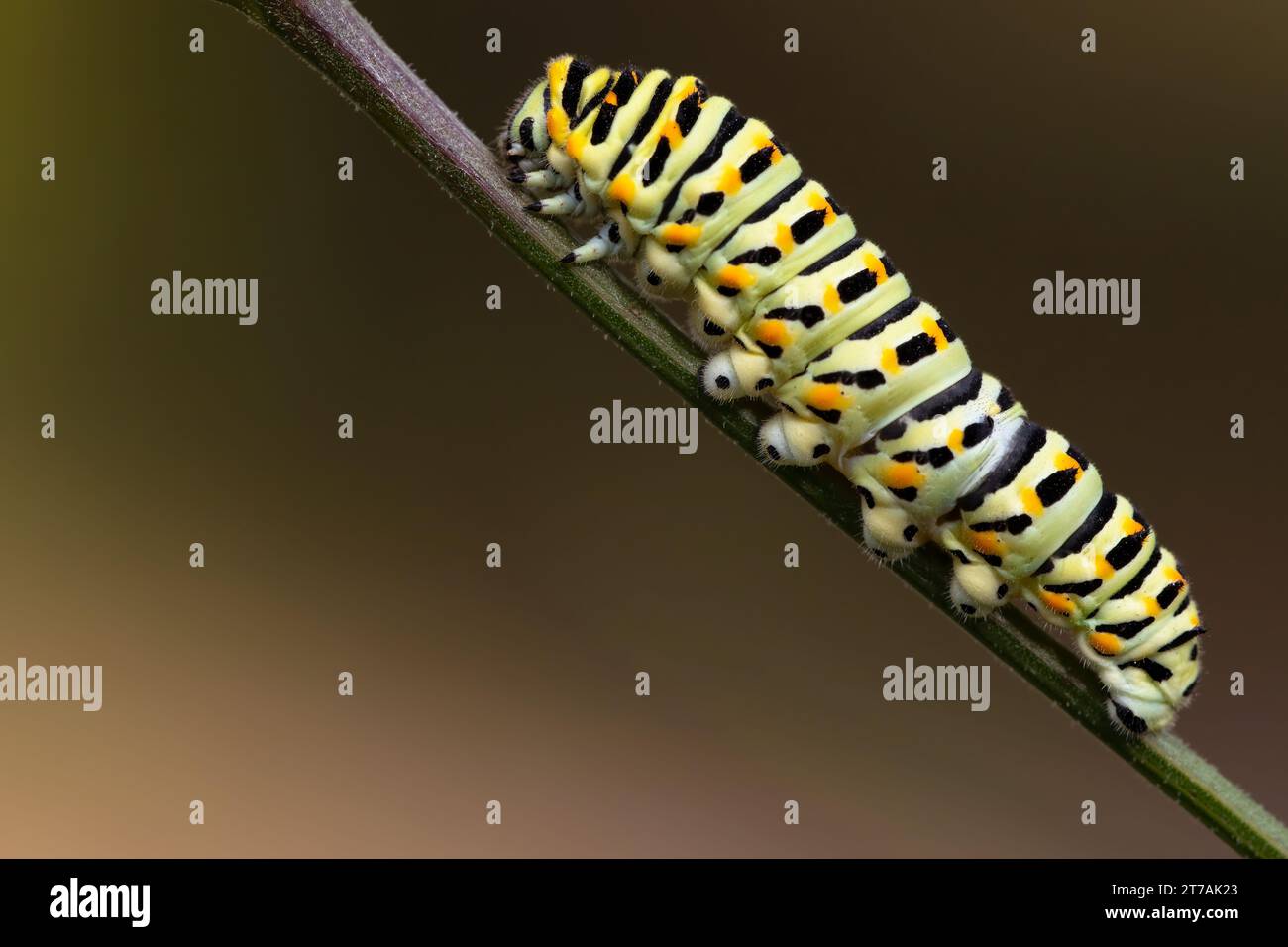 papilio machaon caterpillar perched on a twig for the chrysalis phase ...