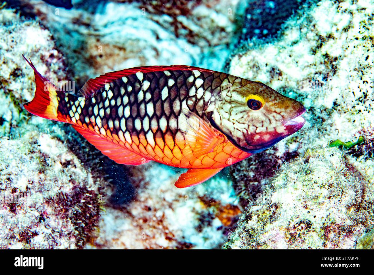 Bonaire caribbean parrotfish hi-res stock photography and images - Alamy