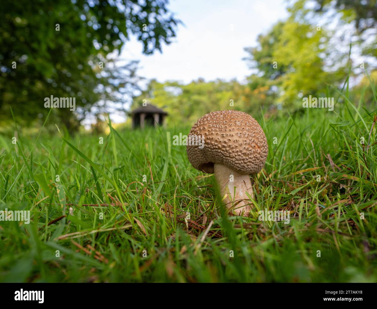 Panther Cap Mushroom Stock Photo - Alamy