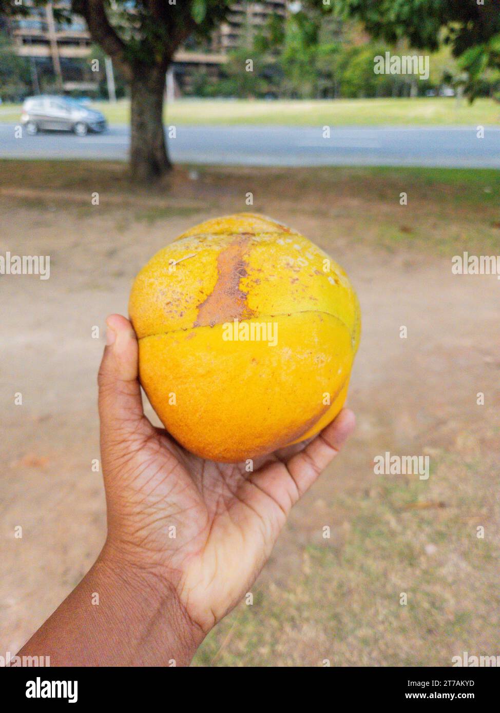 fruit known as elephant apple in a square in Rio de Janeiro Brazil ...