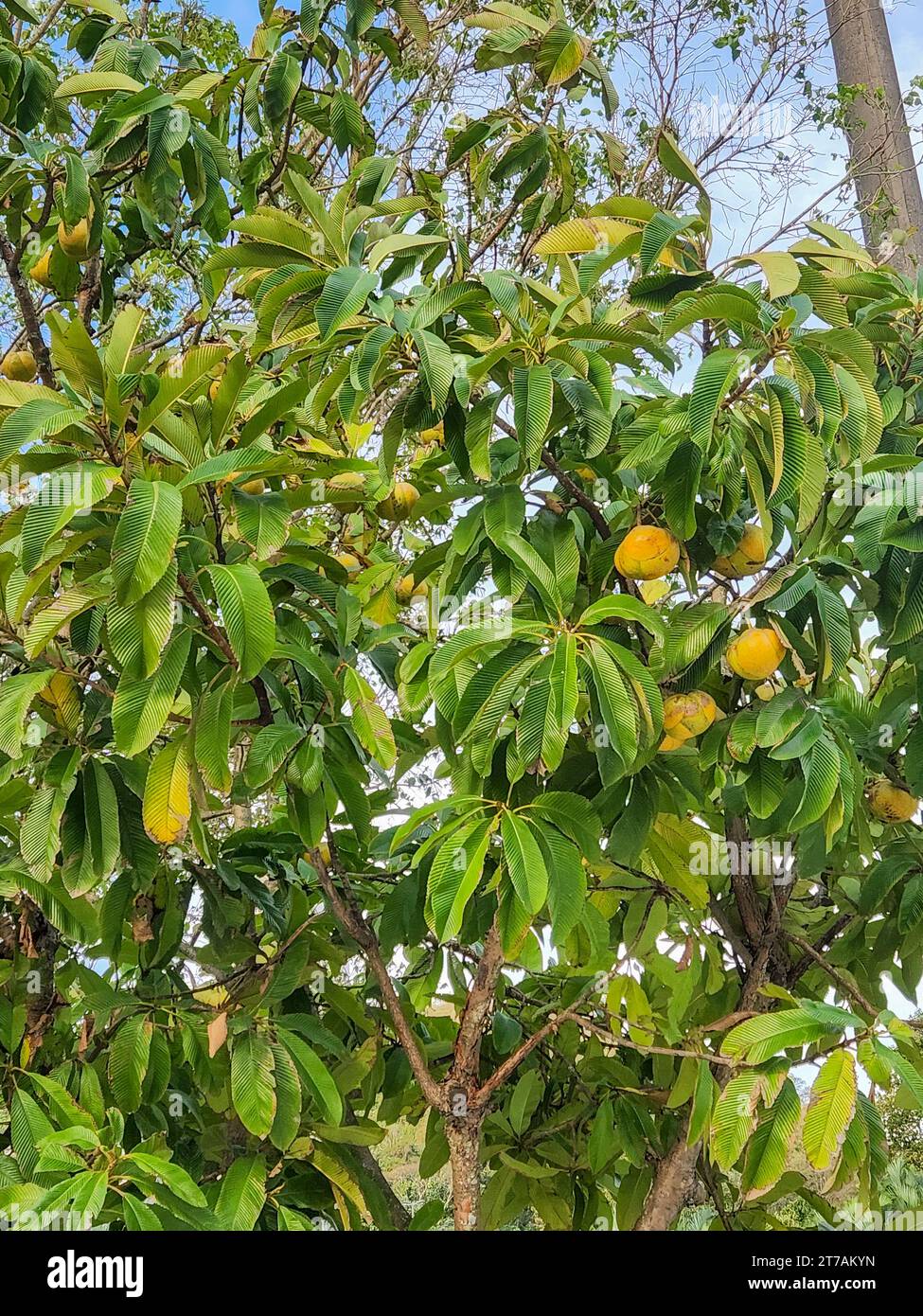 outdoor tree with elephant apple fruits in Rio de Janeiro, Brazil Stock ...