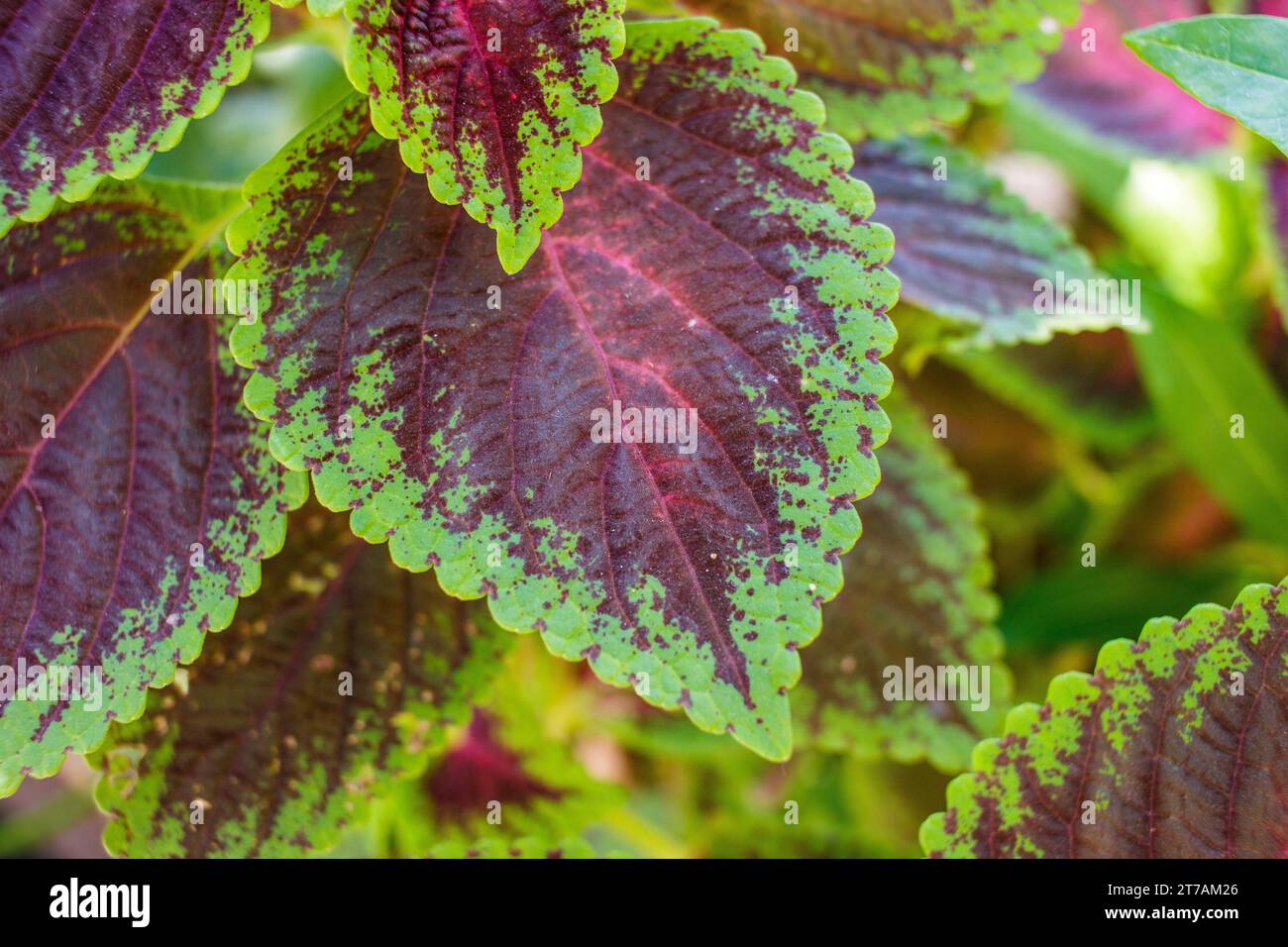 details of a Coleus leaf in a garden in Rio de Janeiro, Brazil Stock ...