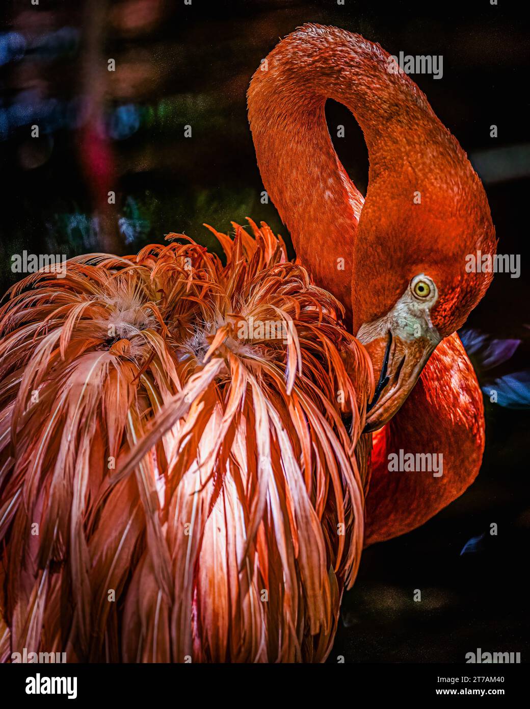 A pink flamingo standing on one leg with its head tucked down and its ...