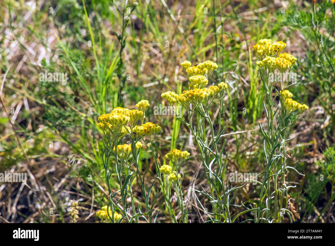 Yellow cumin. Helichrysum arenarium, dwarf everlast. Helichrysum ...