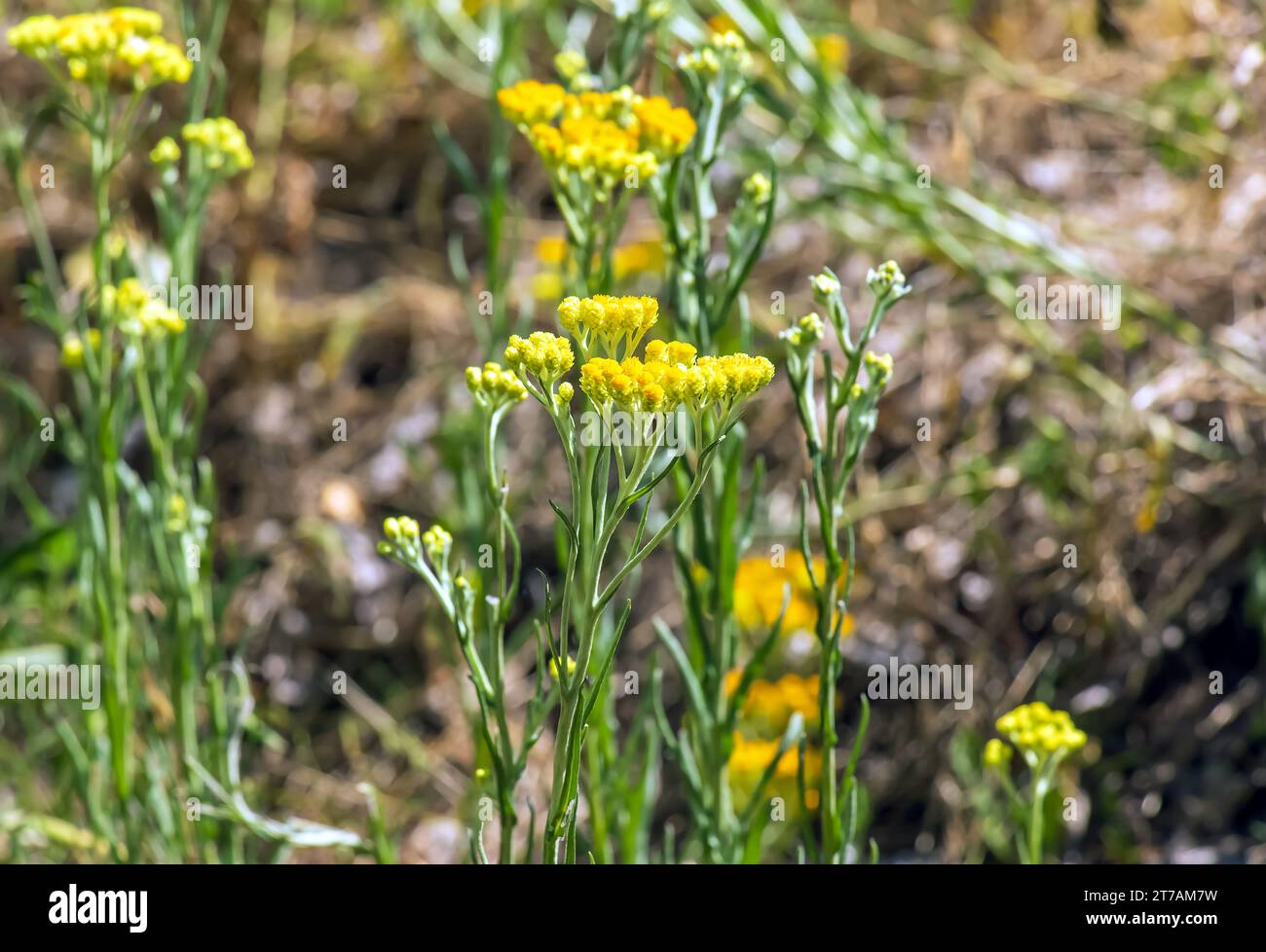 Yellow cumin. Helichrysum arenarium, dwarf everlast. Helichrysum ...