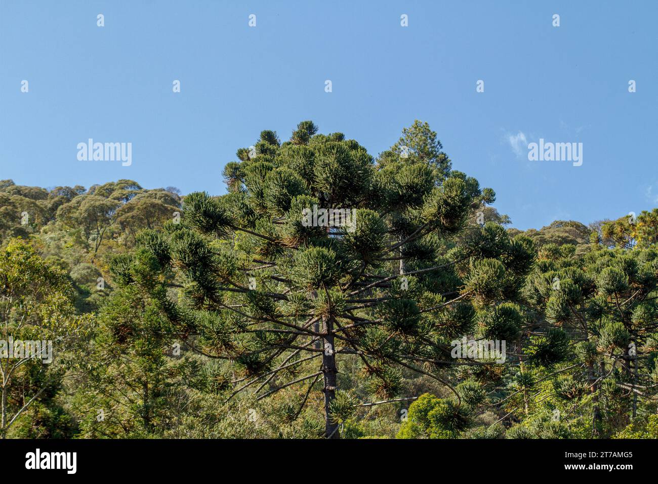 tree known as araucaria outdoors in Rio de Janeiro, Brazil Stock Photo ...