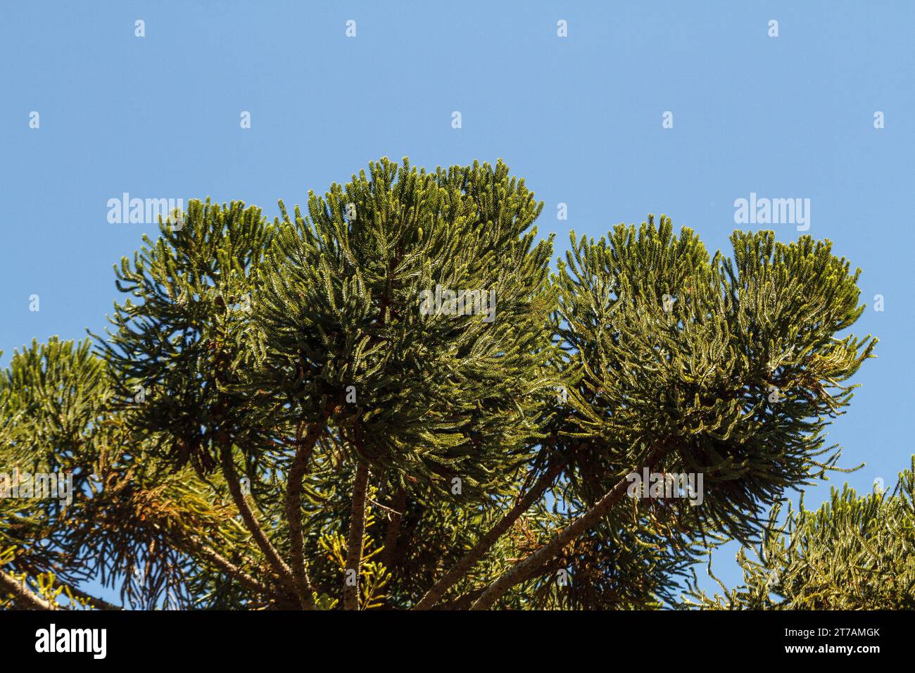 tree known as araucaria outdoors in Rio de Janeiro, Brazil Stock Photo ...