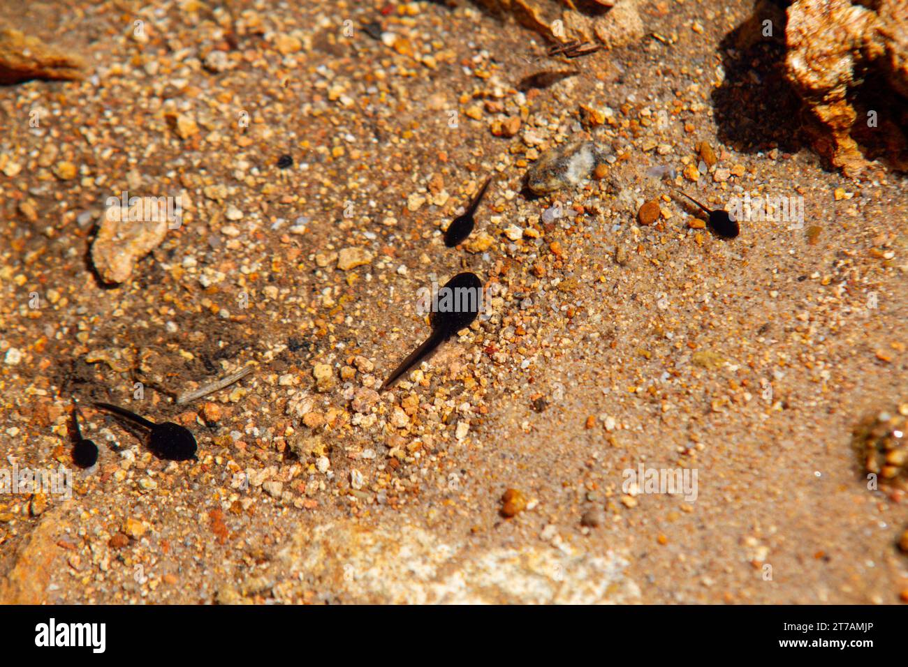 tadpoles in an outdoor pond in Rio de Janeiro, Brazil Stock Photo - Alamy