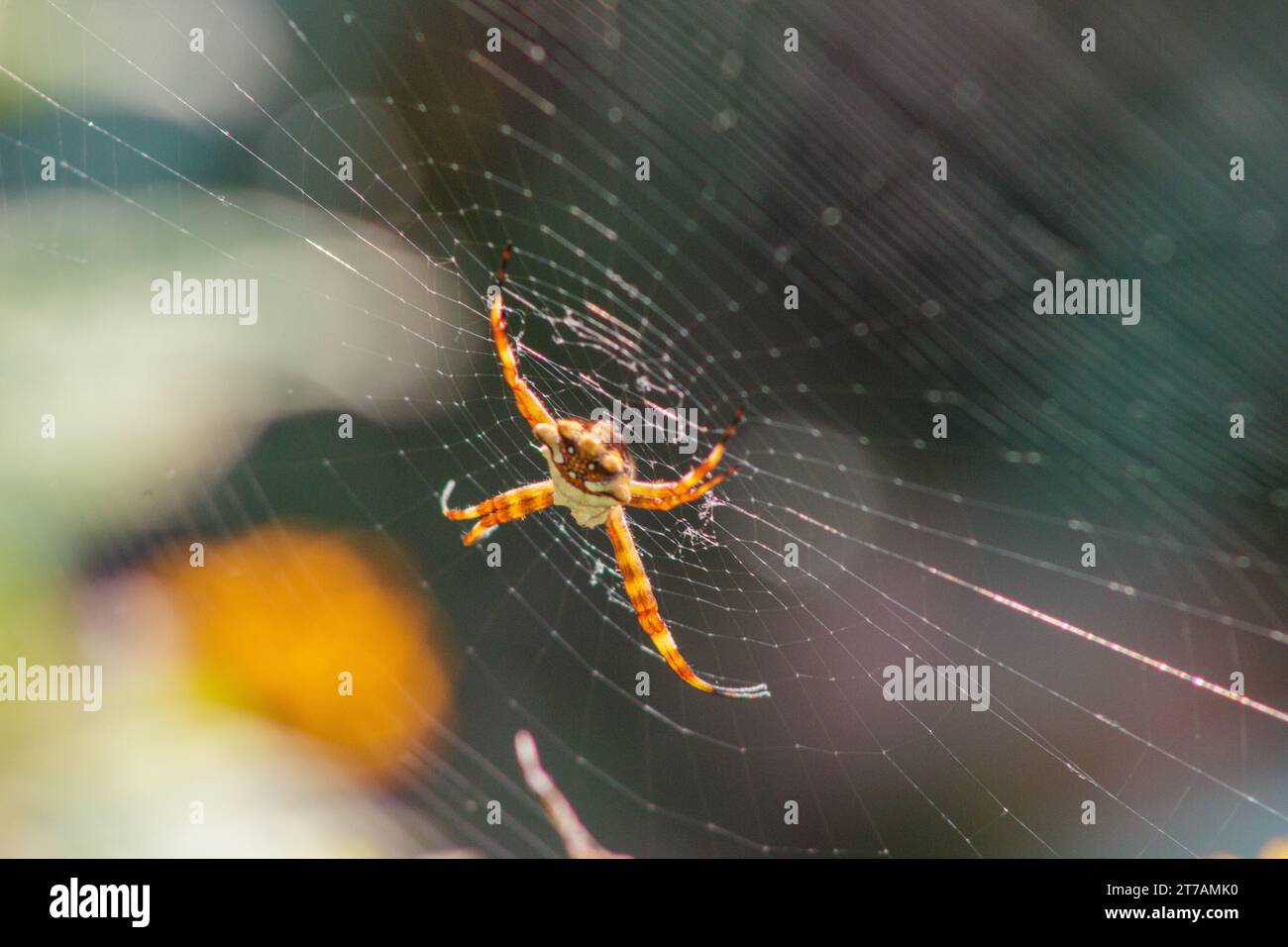 Silver argiope argentata orb weaver spider hi-res stock photography and ...