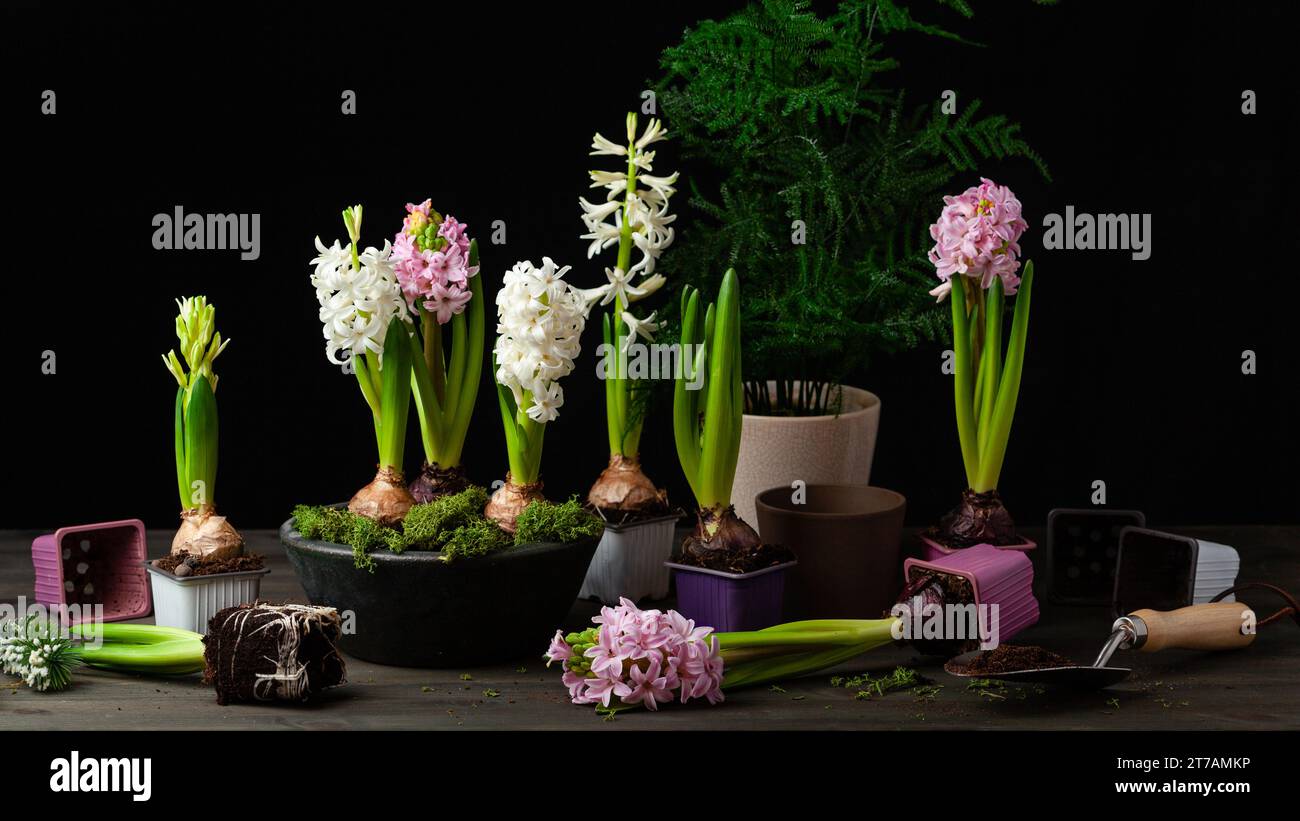 planting winter or spring flowers hyacinth on black backgroung ...