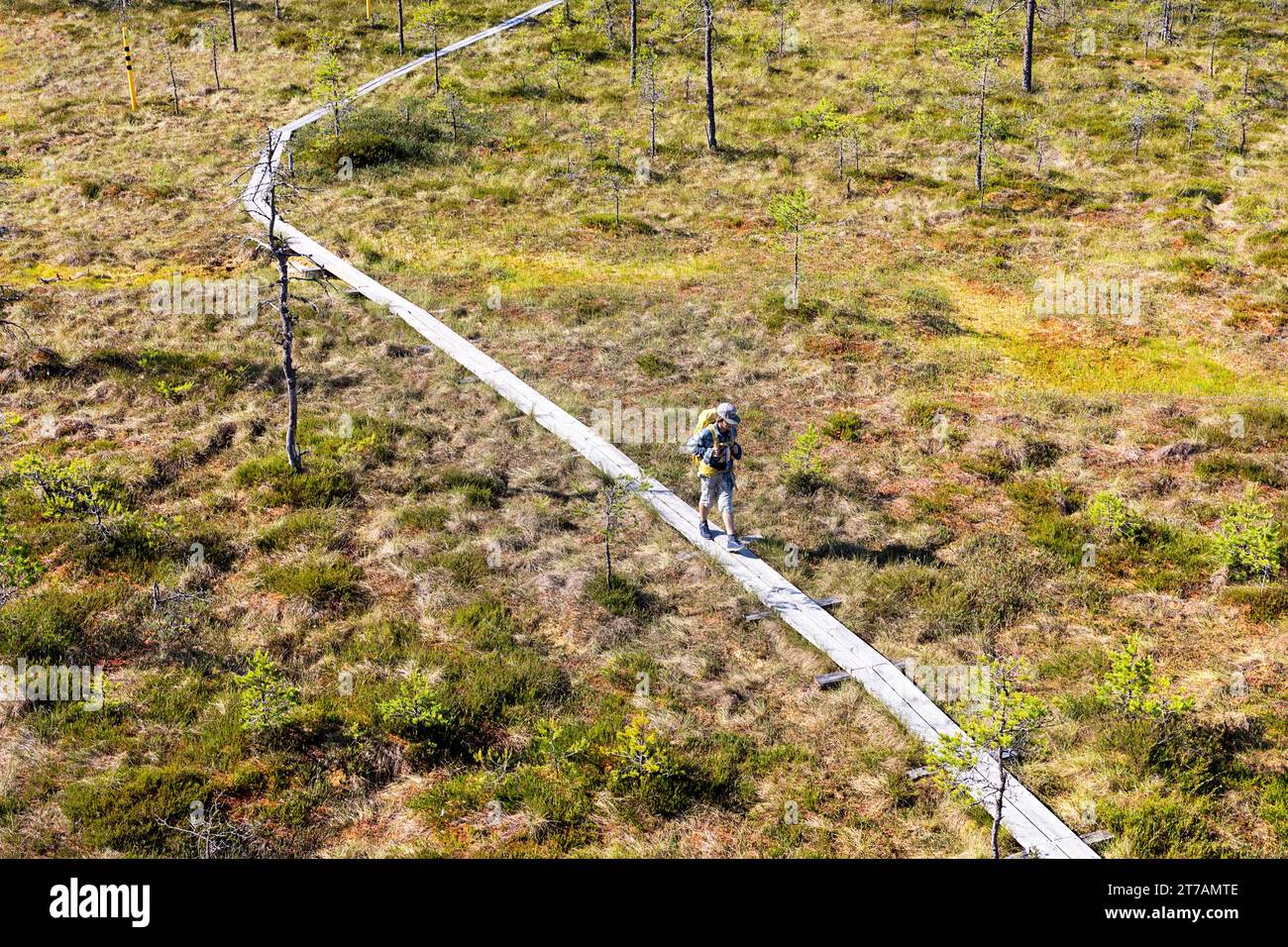 Tourist hiker near a Small lake, pond on a hiking trail in Viru bog ...