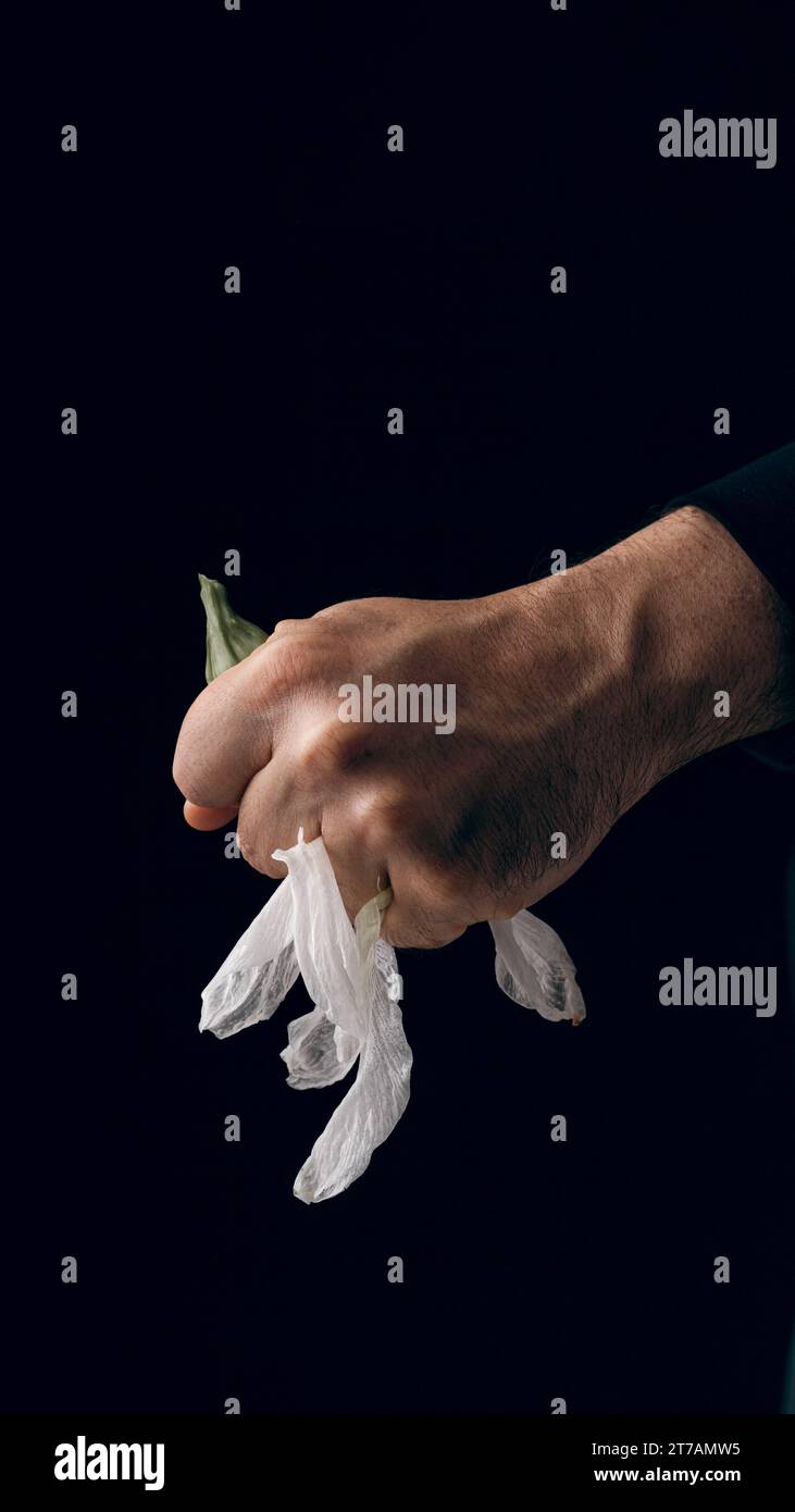 hand crumpling white fragile flower, metaphor of violence abuse ...