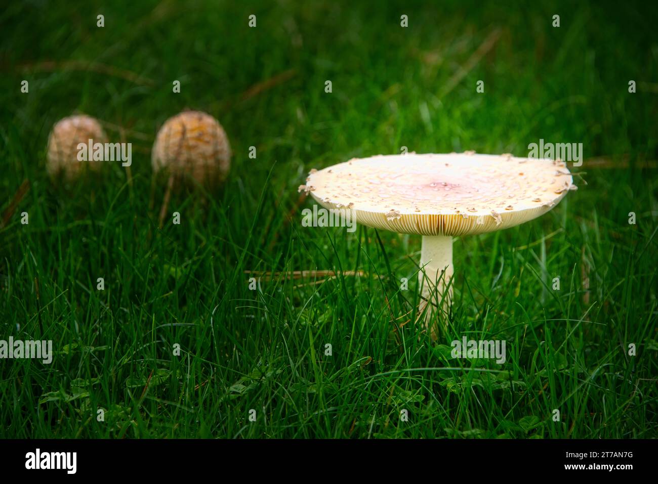 Large mushroom in the wild with two small in the back, light glow on ...