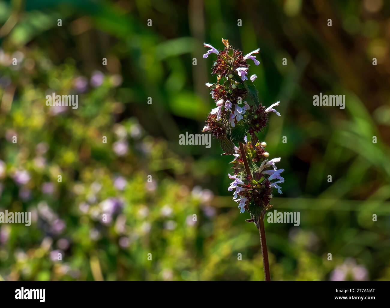 Black horehound or Ballota nigra, medicinal plant. The plant has ...