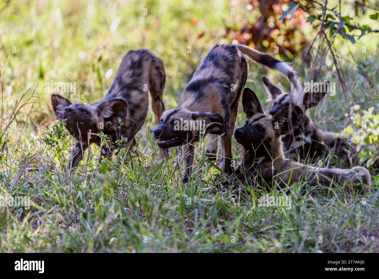 African wild dogs (Lycano pictus) from Punda Maria, Kruger NP, South ...