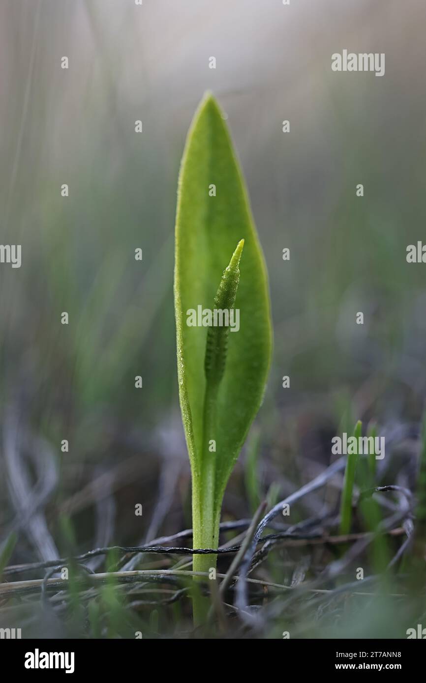 Ophioglossum vulgatum, commonly known as adder's-tongue, southern ...