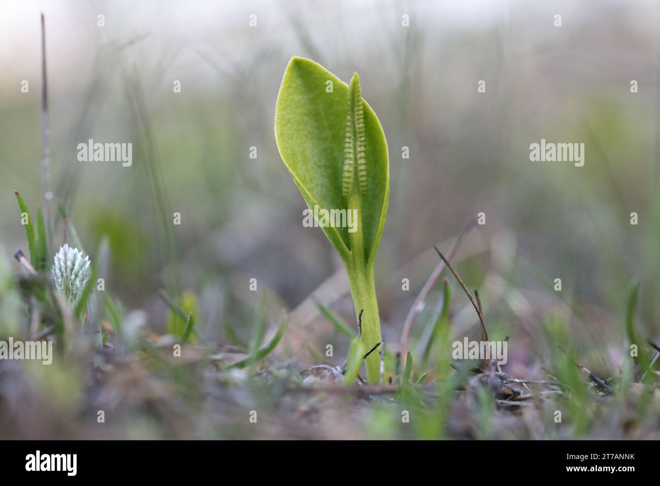 Ophioglossum vulgatum, commonly known as adder's-tongue, southern ...