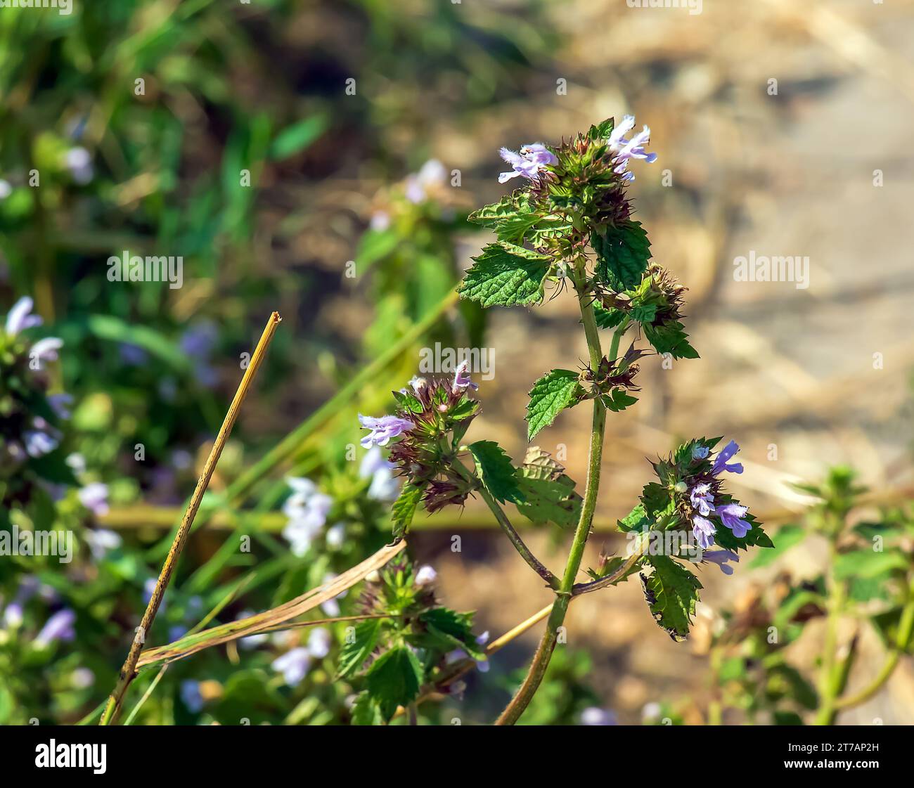 Black horehound or Ballota nigra, medicinal plant. The plant has ...