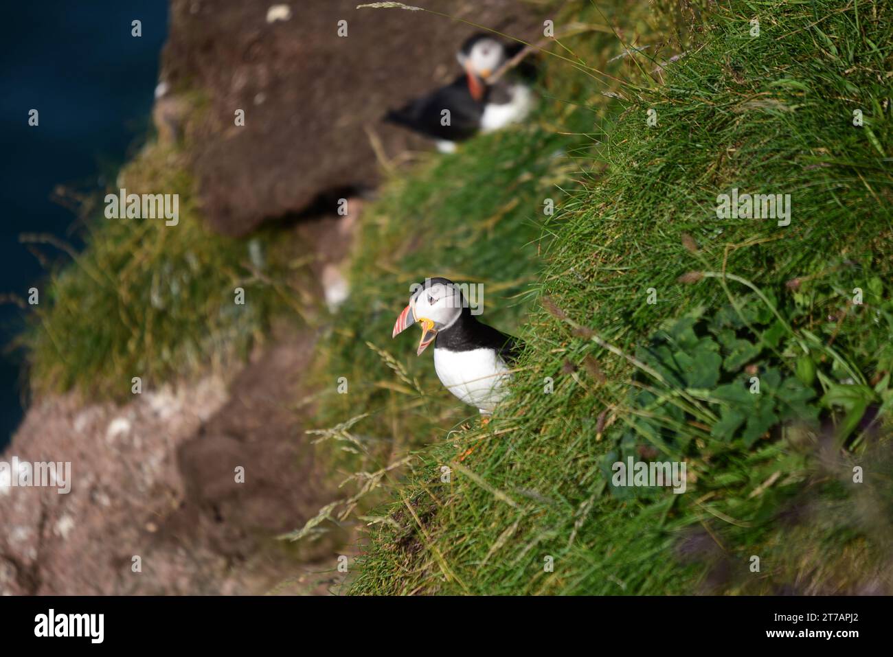 Puffins over sea hi-res stock photography and images - Alamy