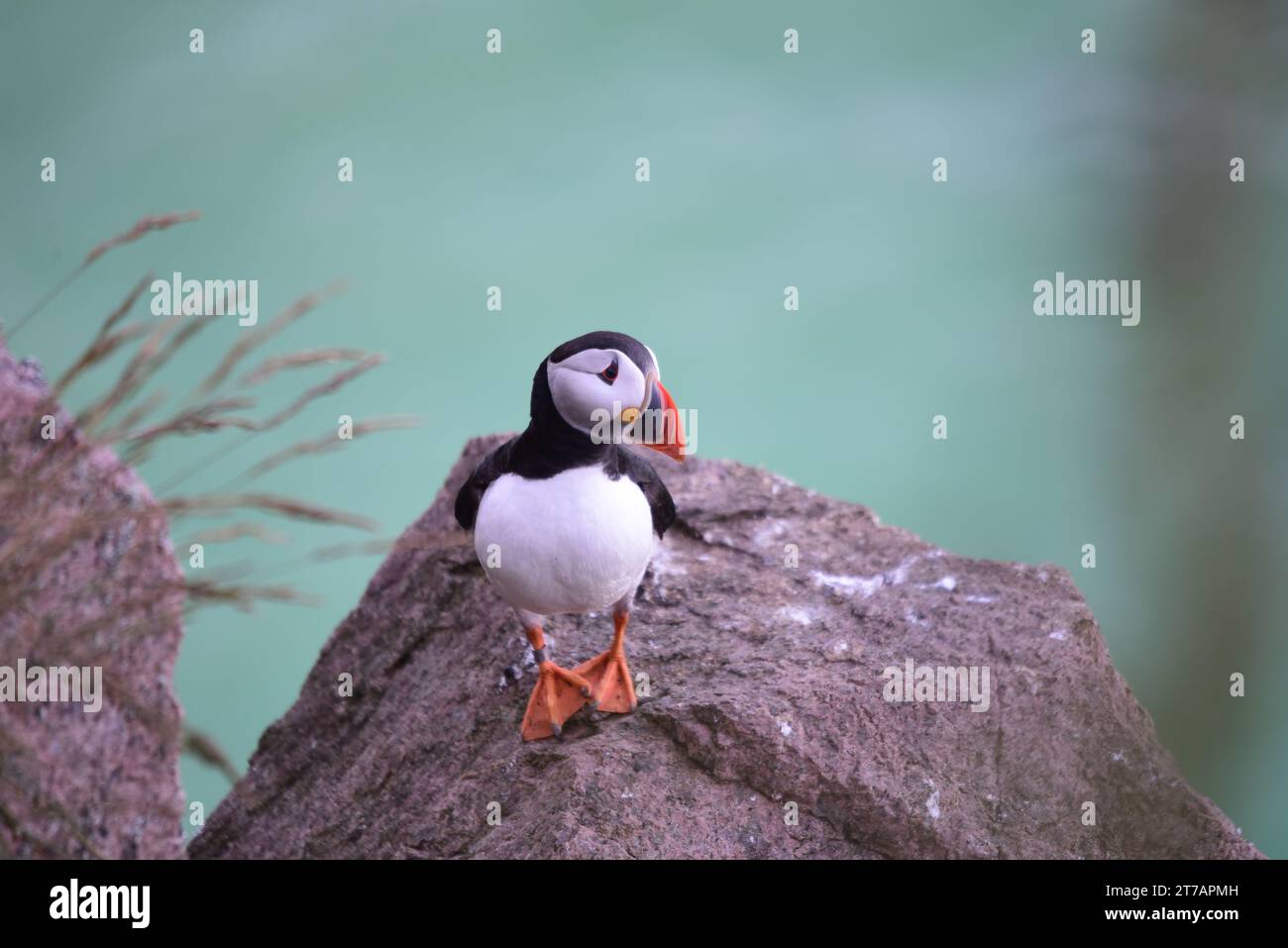 Puffin sea hi-res stock photography and images - Alamy