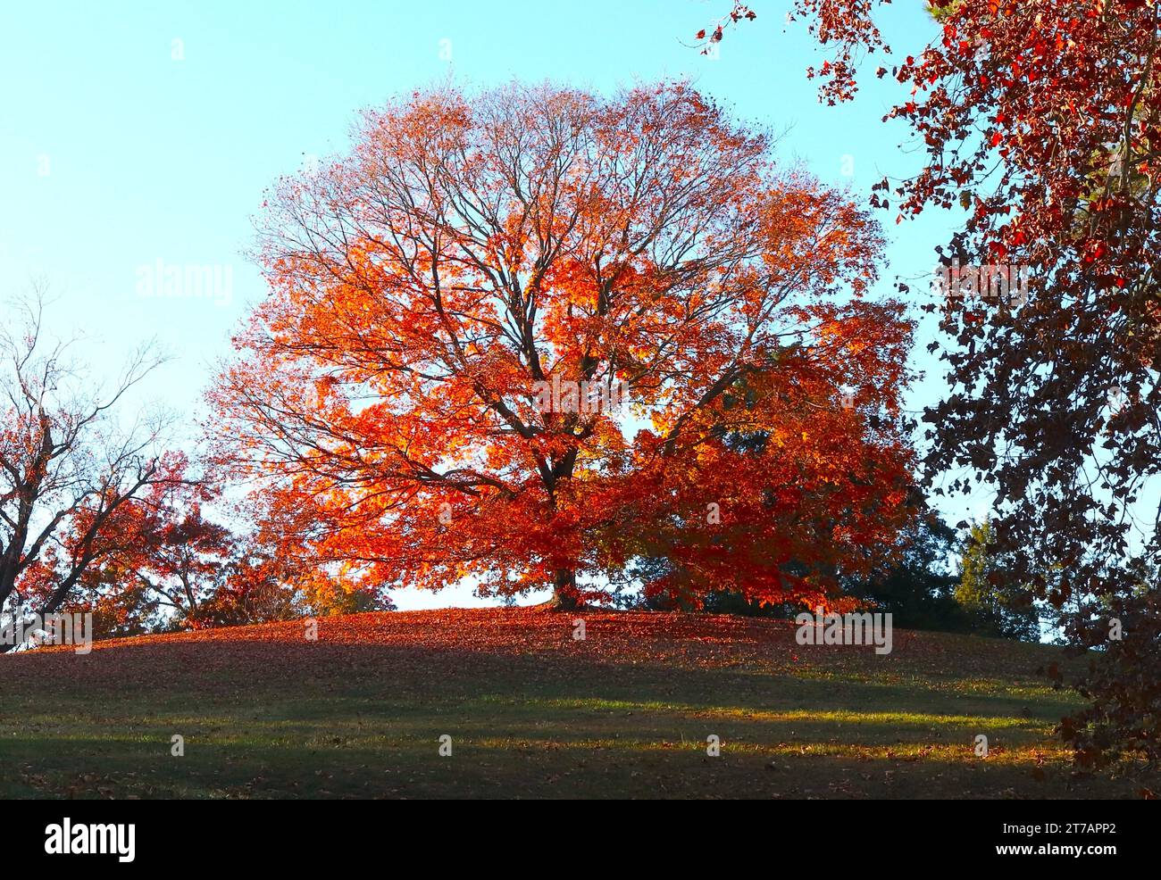 Maple Tree Splendorous with Red Leaves in Autumn Stock Photo - Alamy
