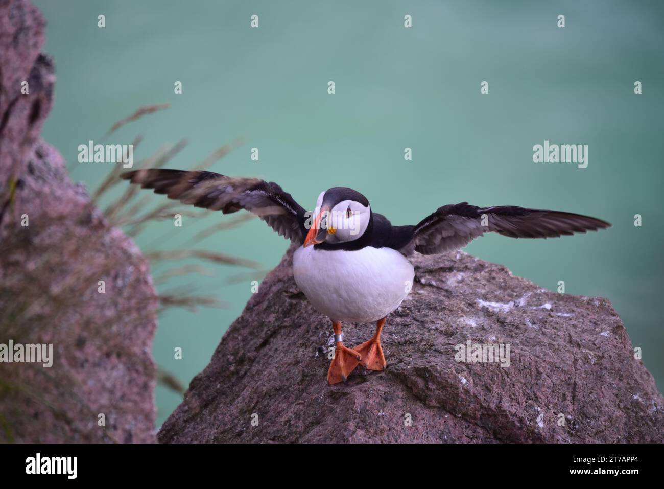 Puffin sea hi-res stock photography and images - Alamy