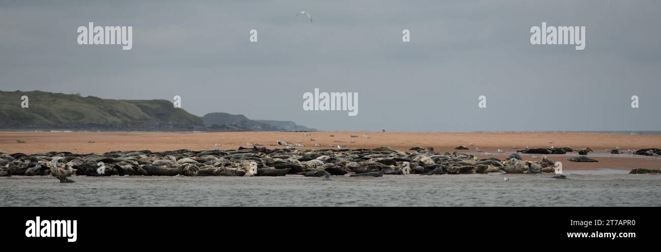 Colony of seals resting on the beach, Newburgh, Scotland Stock Photo ...