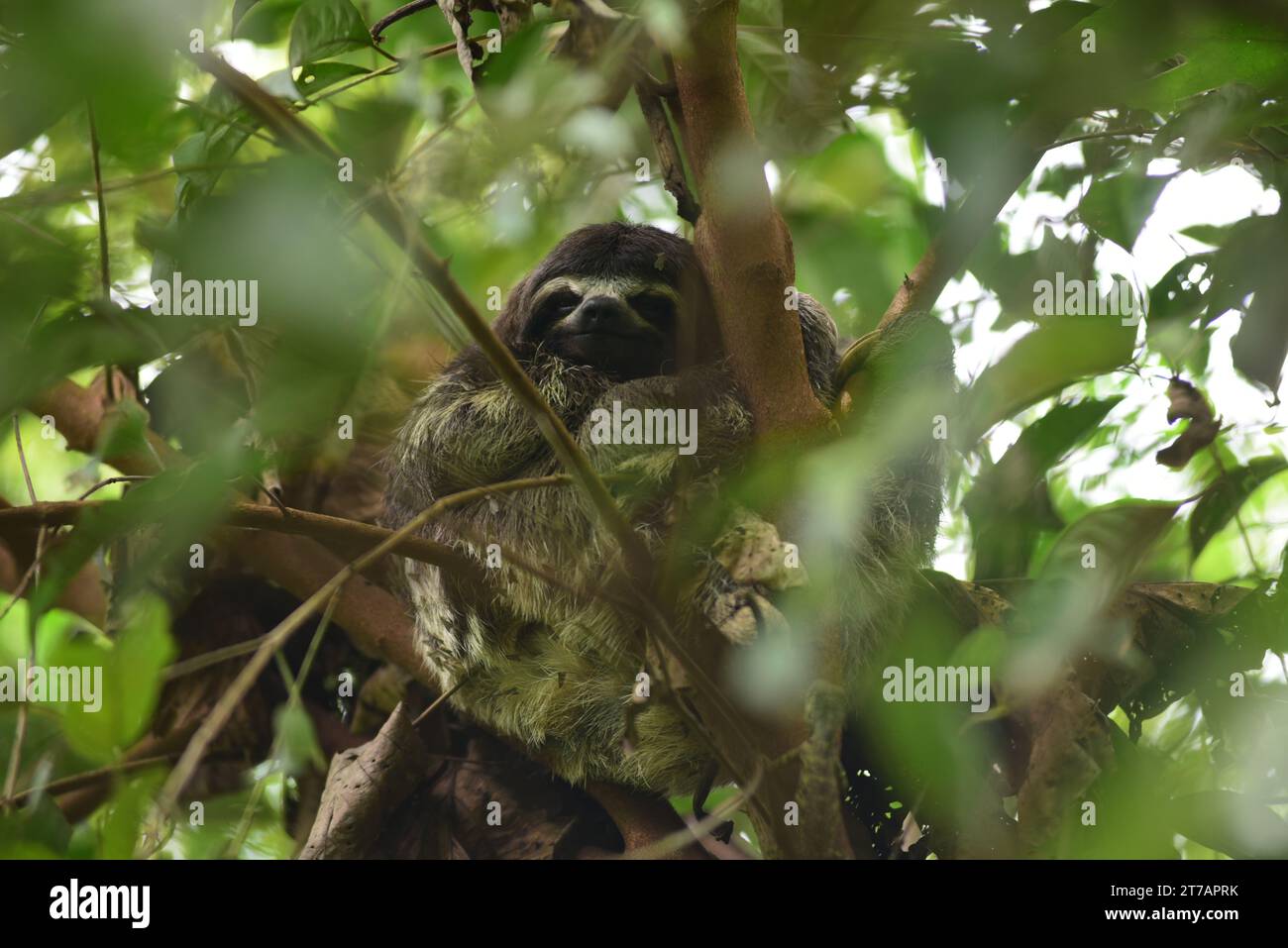 Sloth amazon rainforest hi-res stock photography and images - Alamy