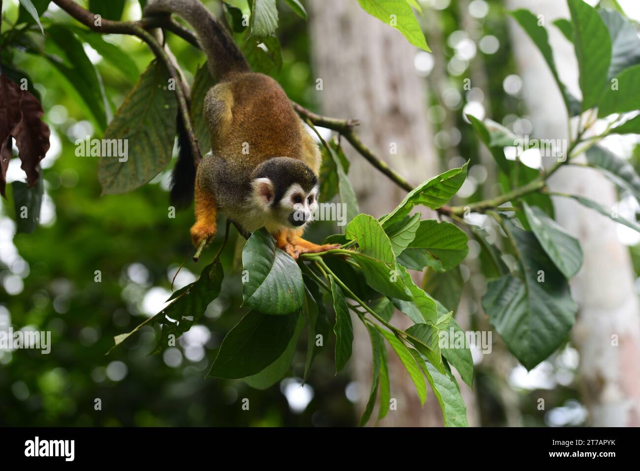 Amazon rainforest colombia hi-res stock photography and images - Alamy
