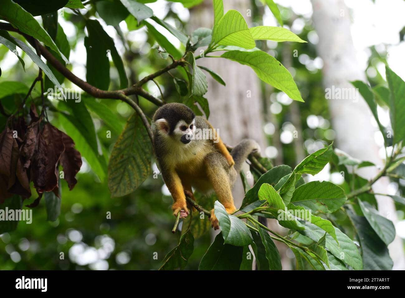 Monkeys amazon rainforest hi-res stock photography and images - Alamy
