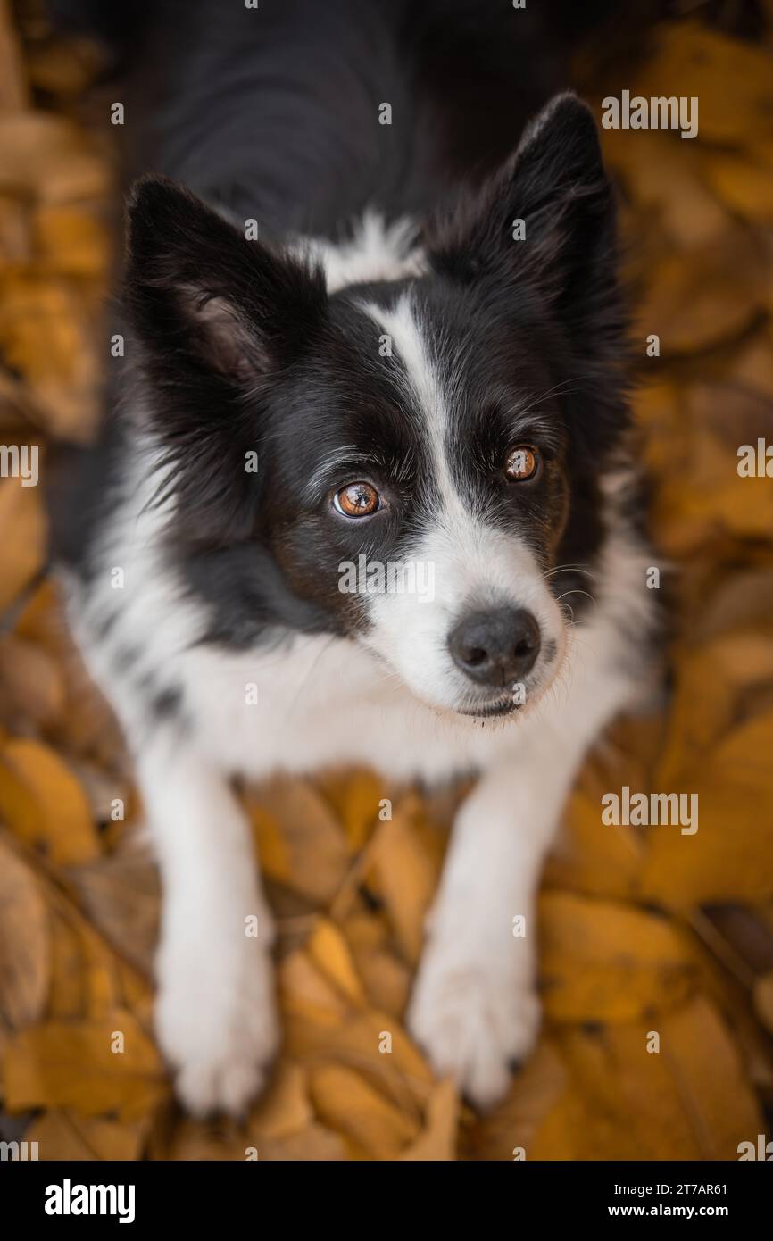 Top View of Border Collie with Orange Fallen Leaves. Vertical Portrait ...