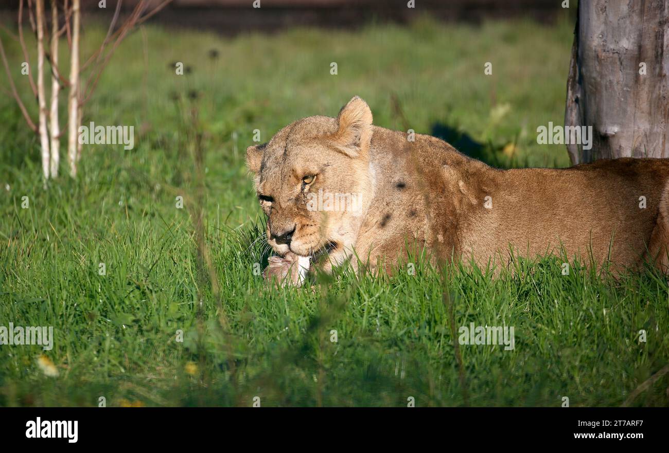 African prey animals hi-res stock photography and images - Alamy
