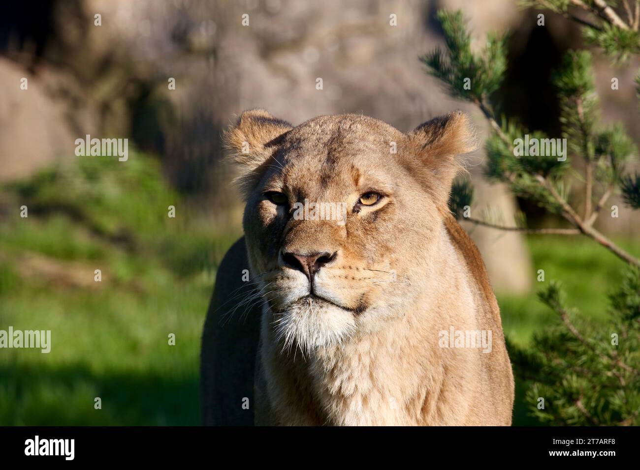 Undomesticated animals hi-res stock photography and images - Alamy