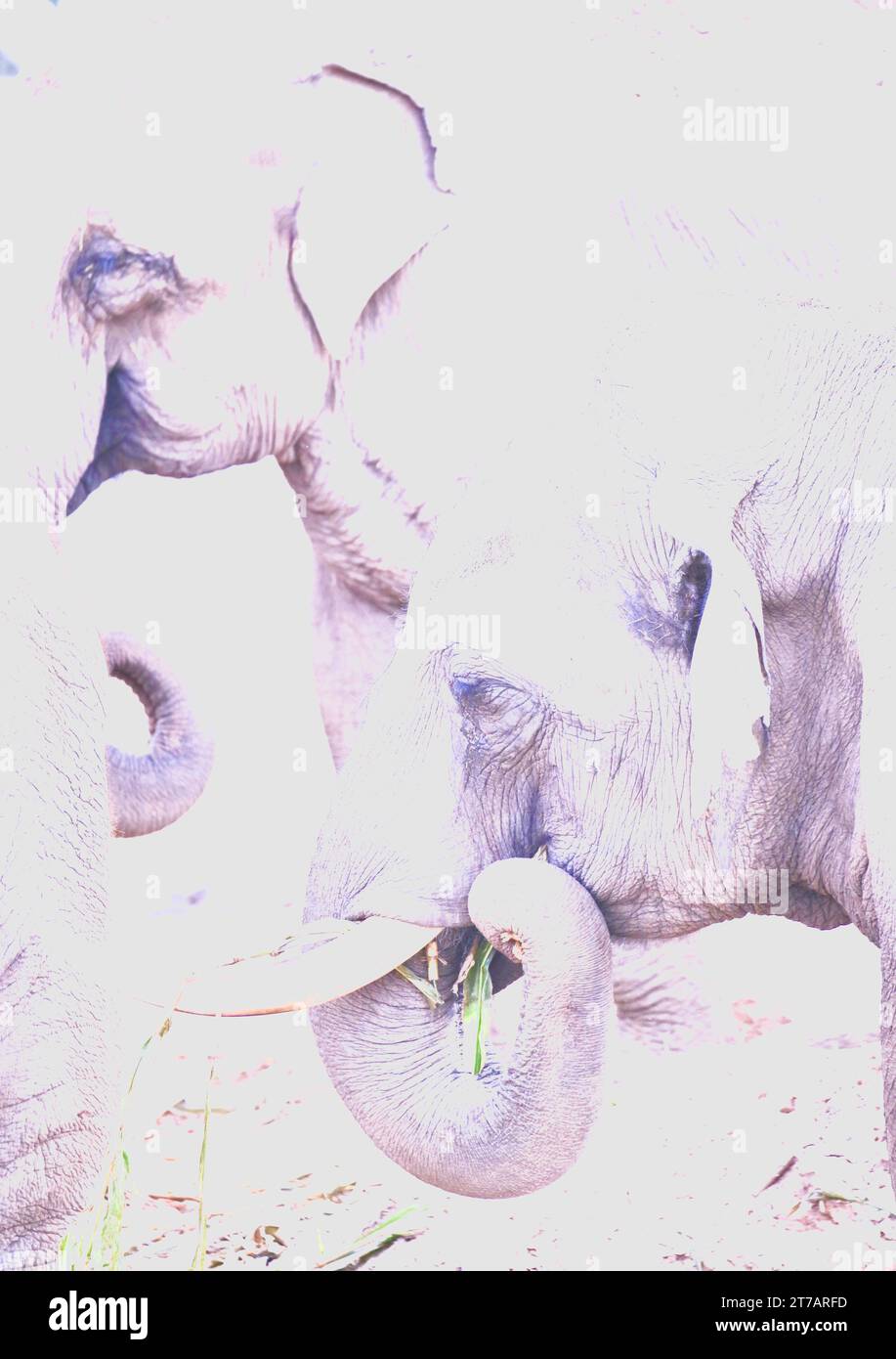 Asian elephants drinking hi-res stock photography and images - Alamy
