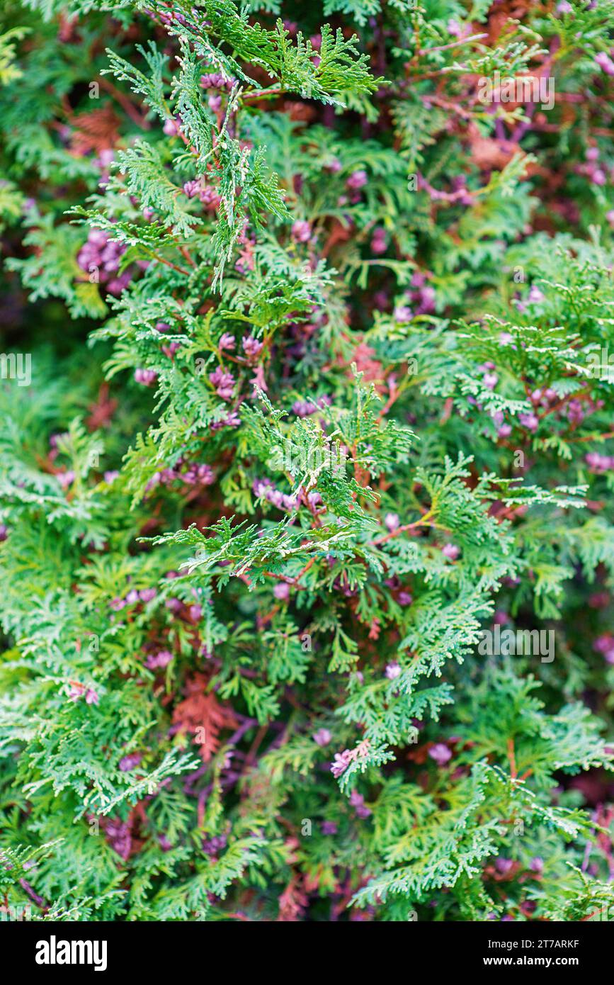 Season thicket wild nature hi-res stock photography and images - Alamy