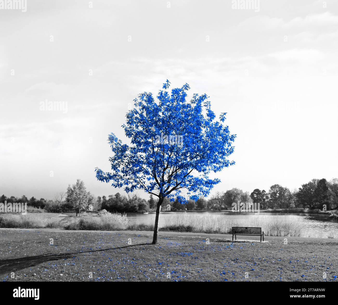 Big tree with blue leaves in a black and white landscape with an empty ...