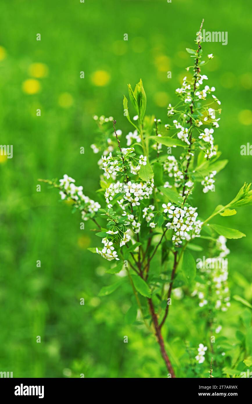 Amelanchier, also known as shadbush, shadwood or shadblow, serviceberry ...