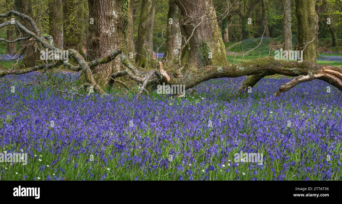 Bluebells in the ancient woodland at English Heritages Blackbury Camp ...