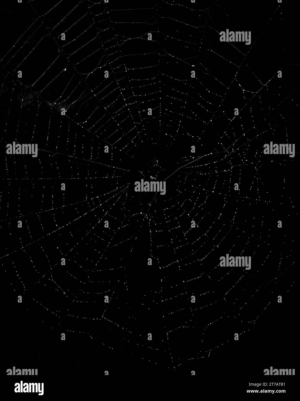 Spider round Black and White Stock Photos & Images - Alamy