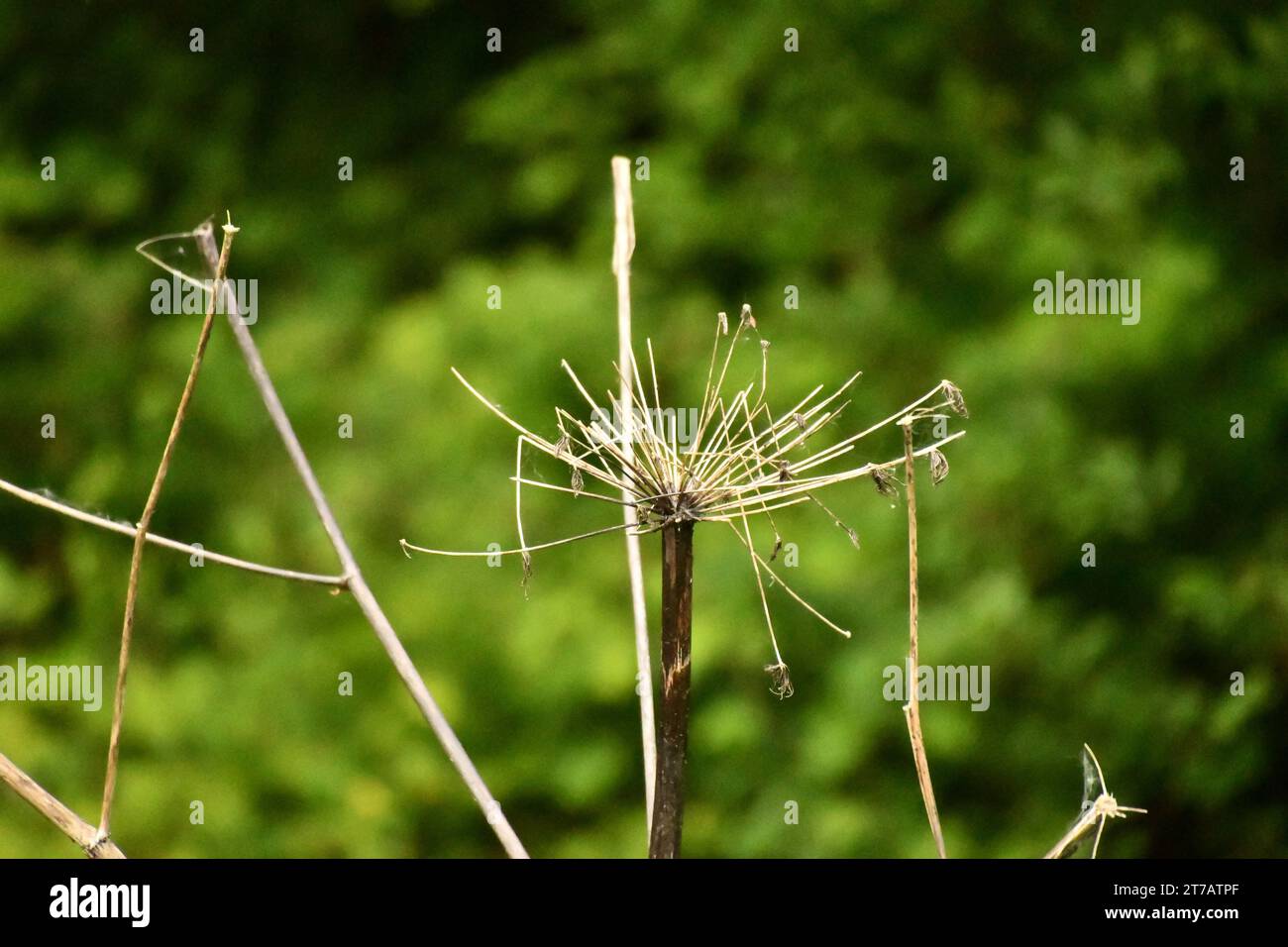High weeds in the grass, St. Mullin's, Co. Carlow, Ireland Stock Photo ...