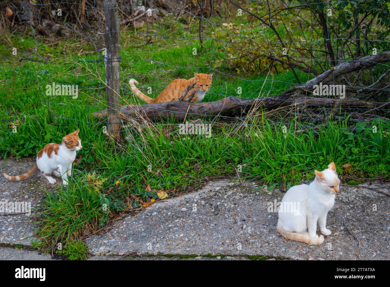Three cats in the countryside Stock Photo - Alamy