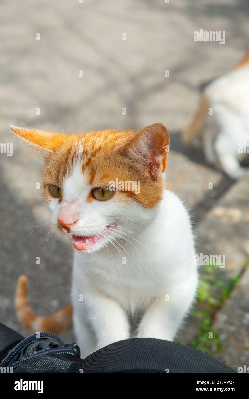 Maullando hi-res stock photography and images - Alamy