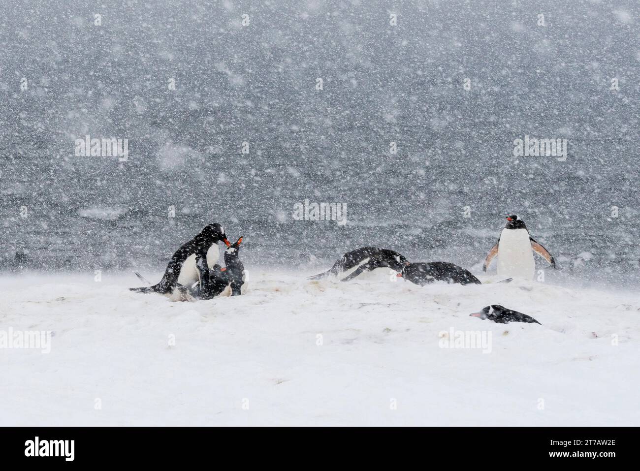 Penguin mating behavior hi-res stock photography and images - Alamy