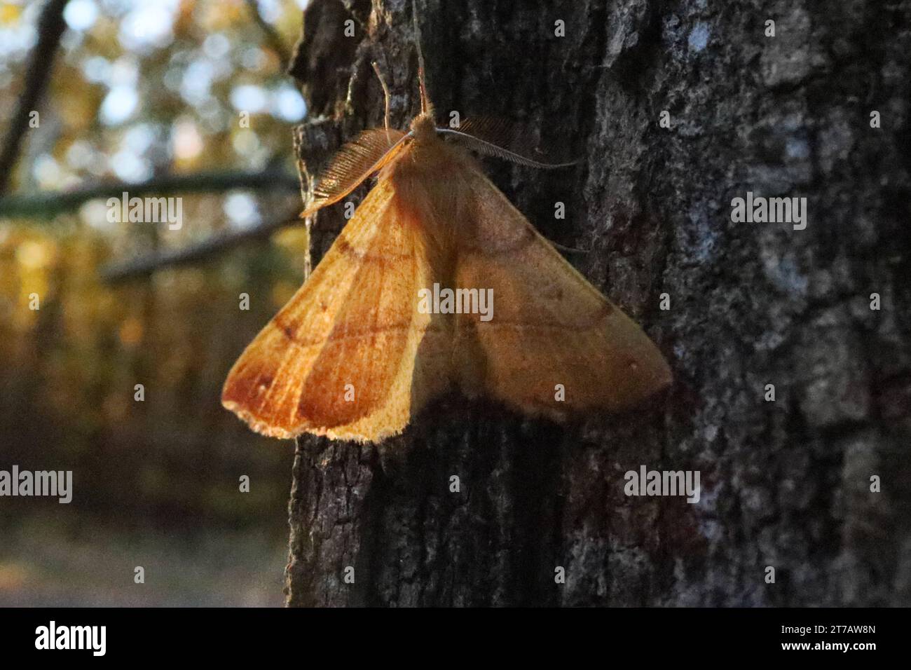 13.10.2023/Sachsen Anhalt Sachsen-Anhalt Federfühler-Herbstspanner ...