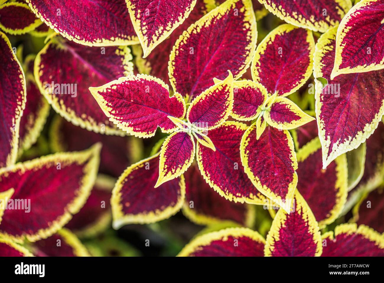 Coleus bonsai flower hi-res stock photography and images - Alamy