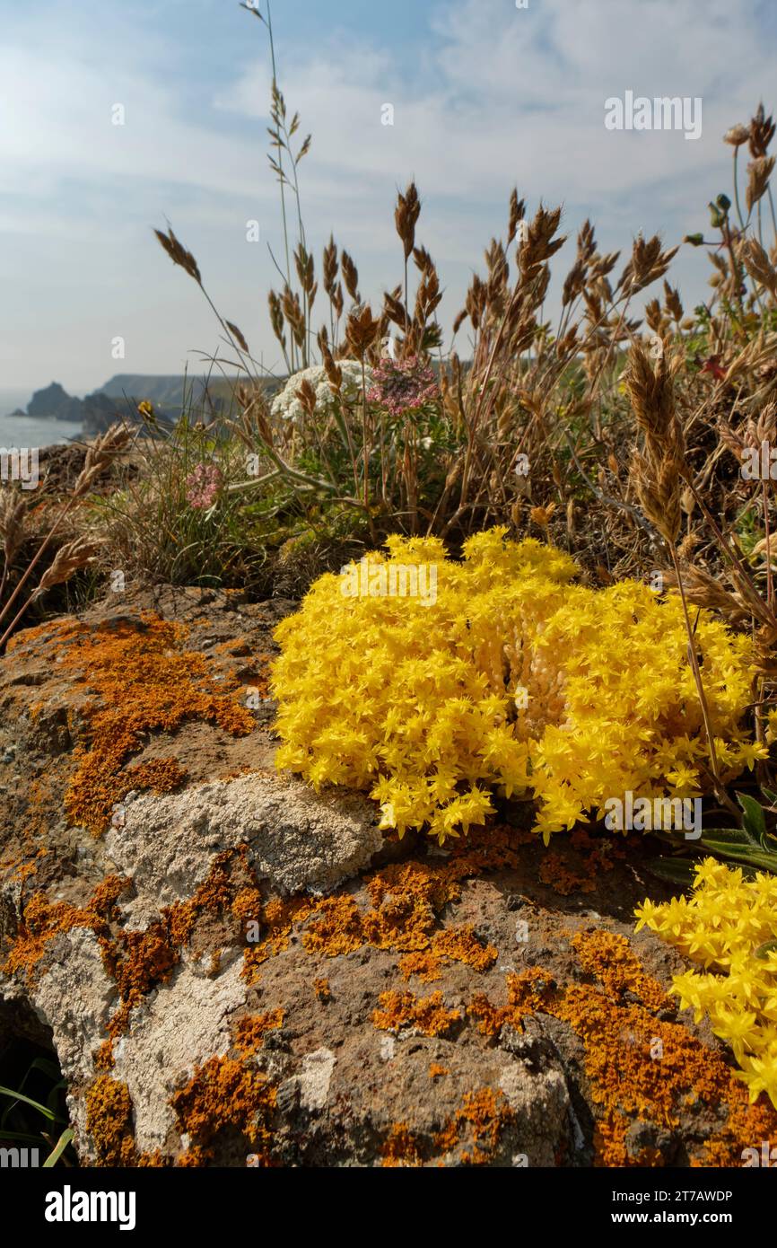 Biting stonecrop (Sedum acre) clumps flowering on rocks on a clifftop ...